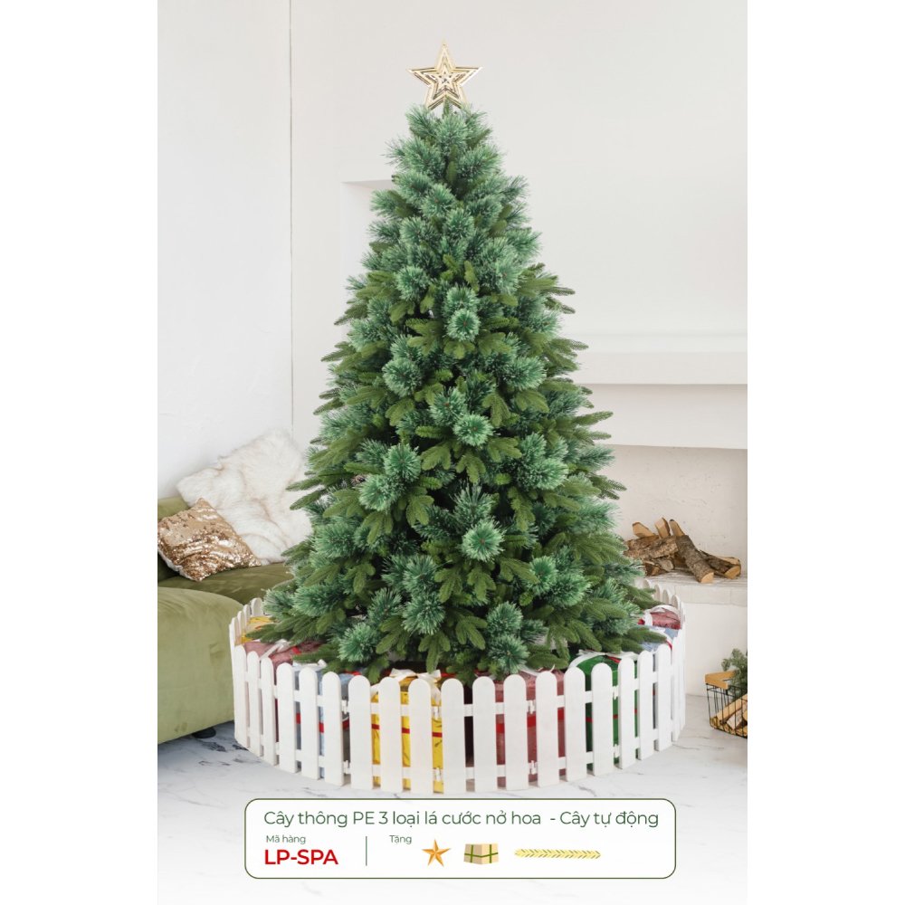 Cây thông Pe 3 loại lá cước nở hoa - Cây tự động